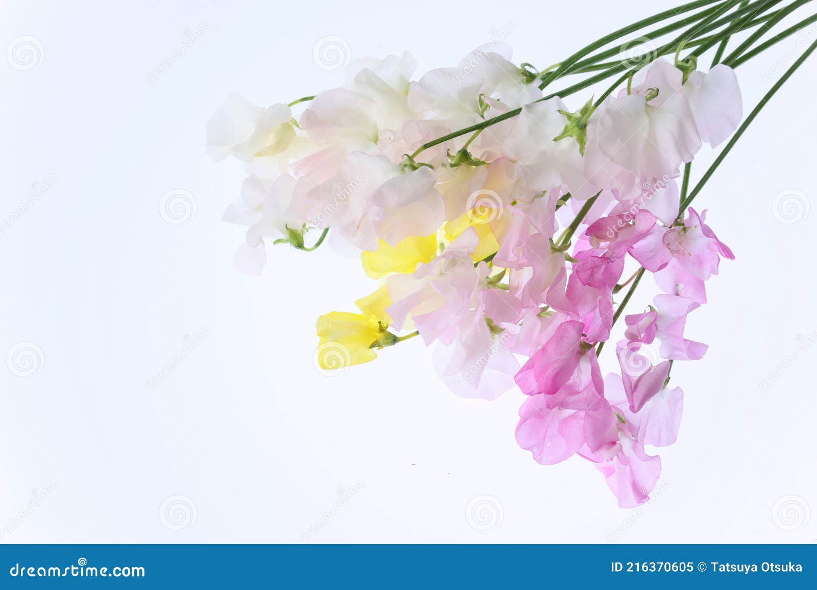 Sweetpea in a White Background Stock Image - Image of copy, studio ...