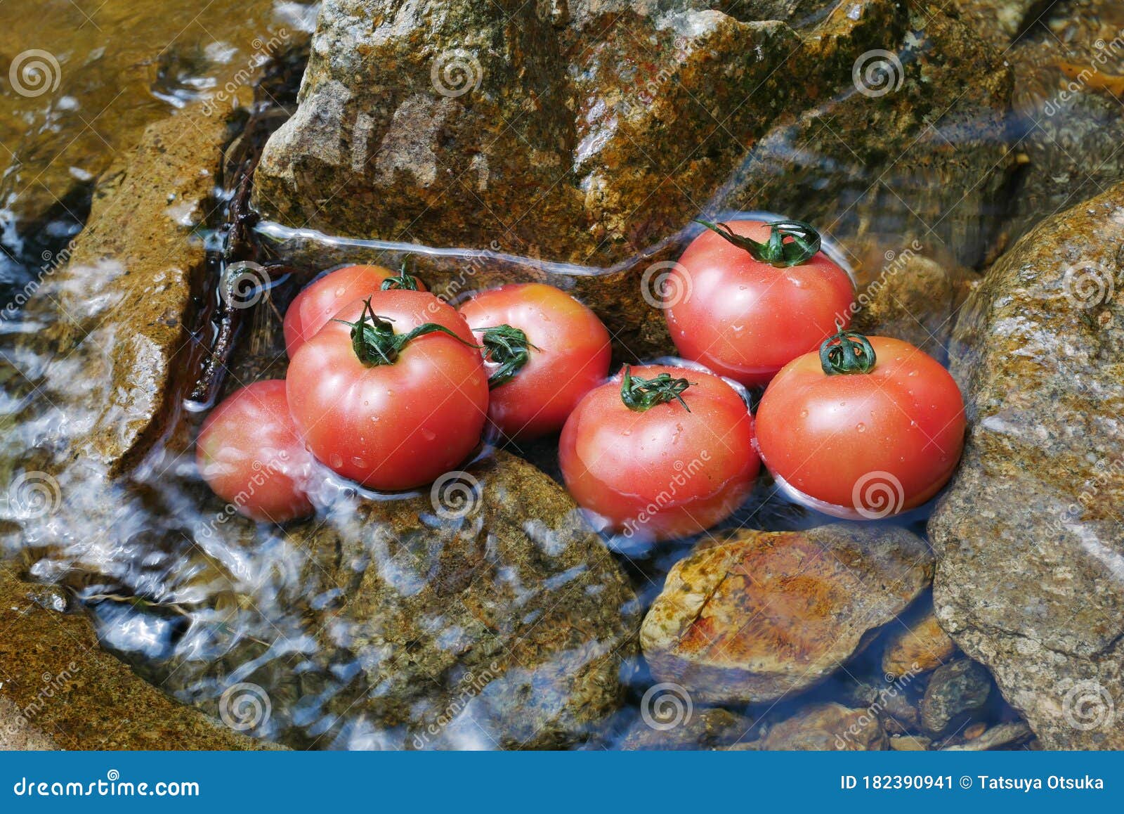 Tomatoes Cooling in the Stream Stock Image - Image of healthy, water ...
