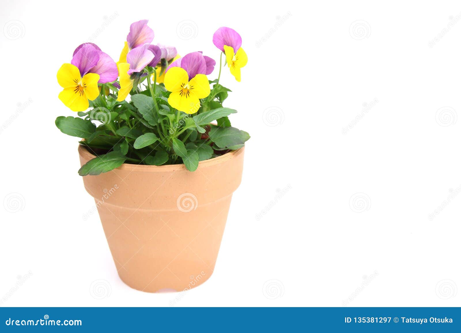 Violas in the flower pot stock image. Image of flower - 135381297