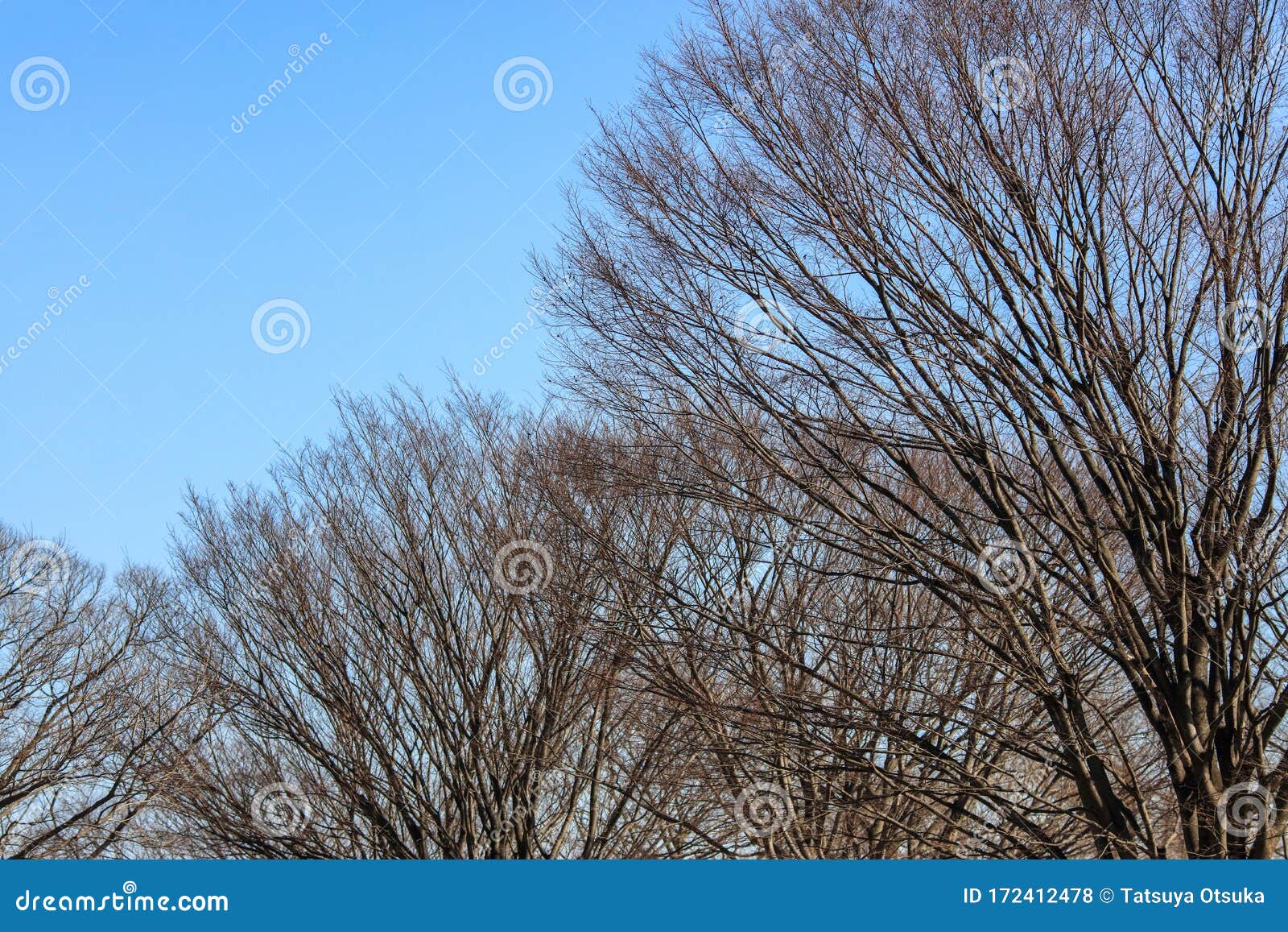Withered Trees and Blue Sky in Winter Stock Photo - Image of blue ...