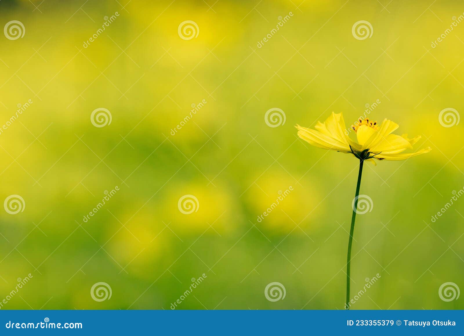 Yellow Cosmos Field in Japan Stock Image - Image of gardening, copy ...