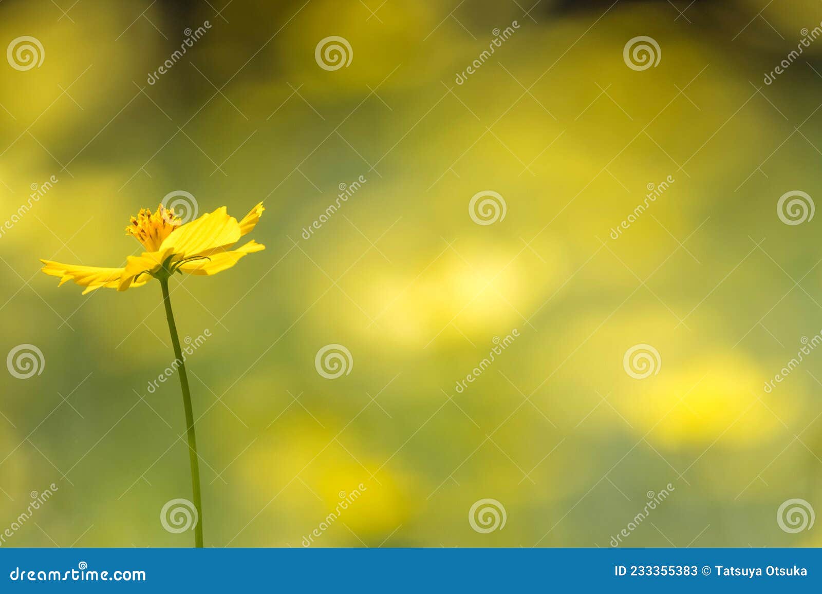 Yellow Cosmos Field in Japan Stock Image - Image of flower, autumn ...