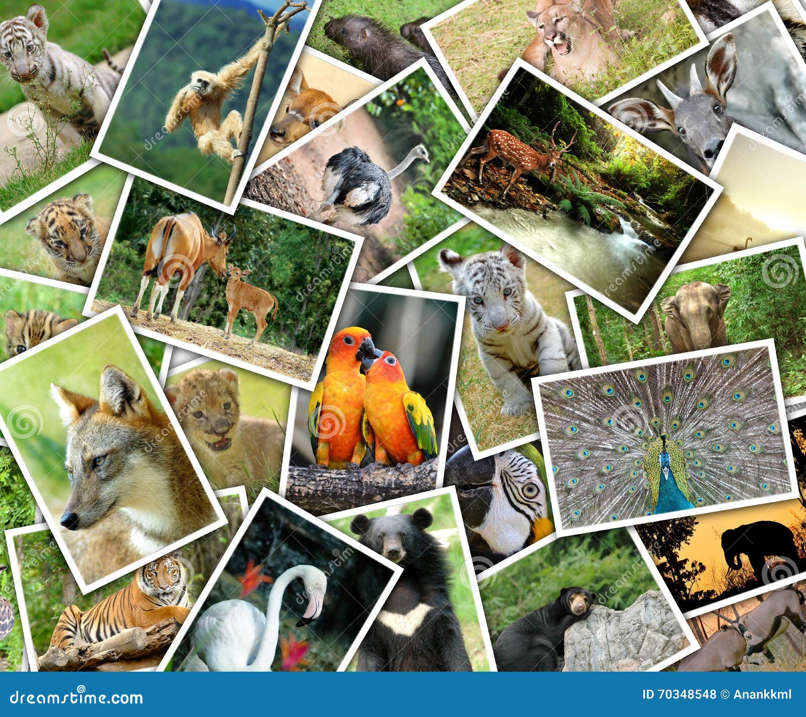 Pictures of animals stock photo. Image of collection - 70348548