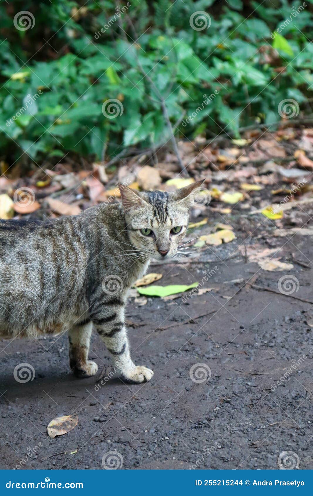 Cat in the forest stock photo. Image of wildcat, kitten - 255215244