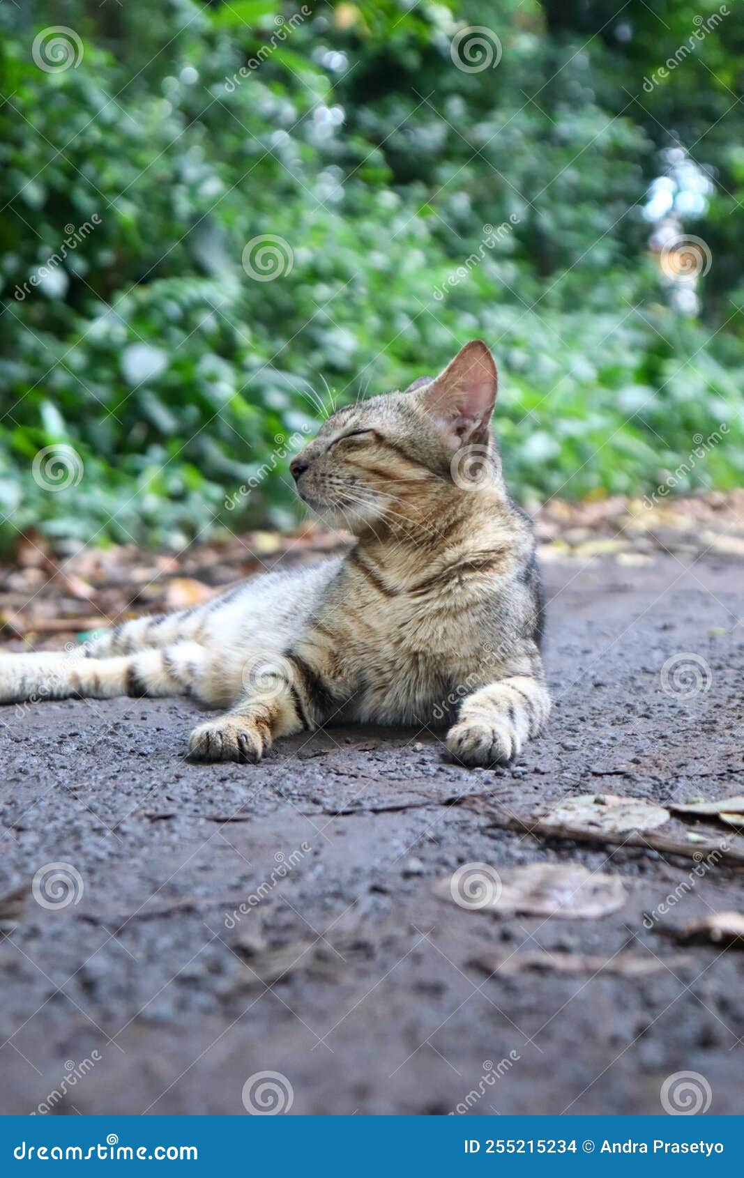 Cat in the forest stock photo. Image of wildcat, nature - 255215234