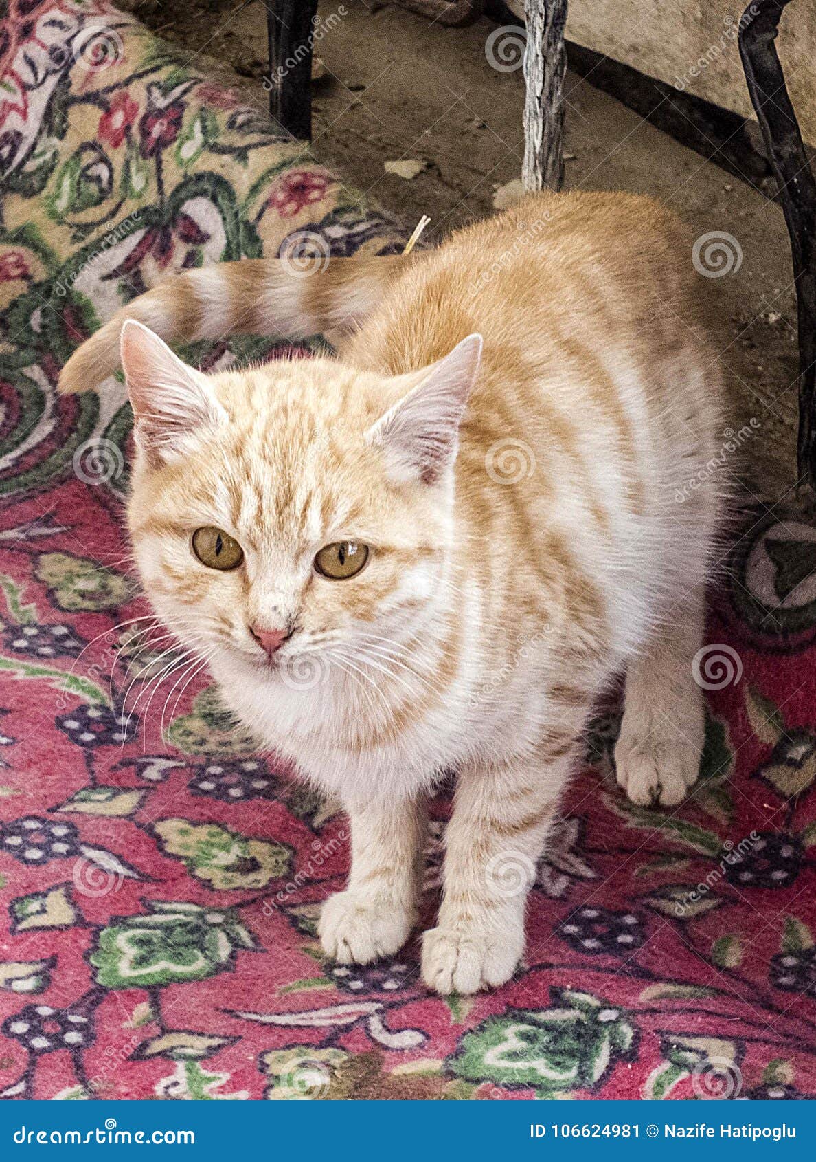 Pictures of Cat Looking in Different Directions, Cat Waiting for Prey ...