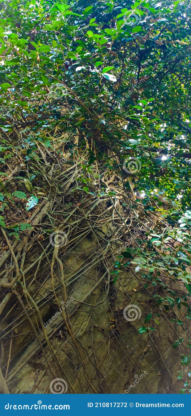 Pictures of Creeper Leaf Trees in the Mountains Stock Photo - Image of ...