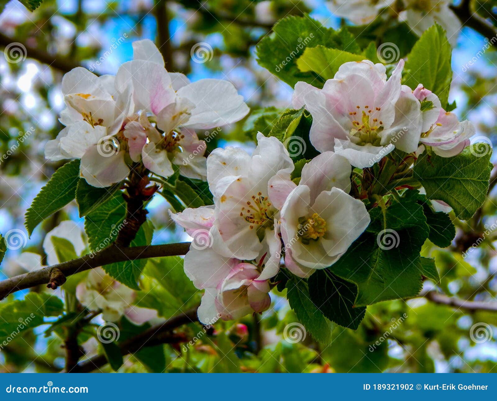 Pictures of Flowering Plants in Spring Stock Photo - Image of food ...