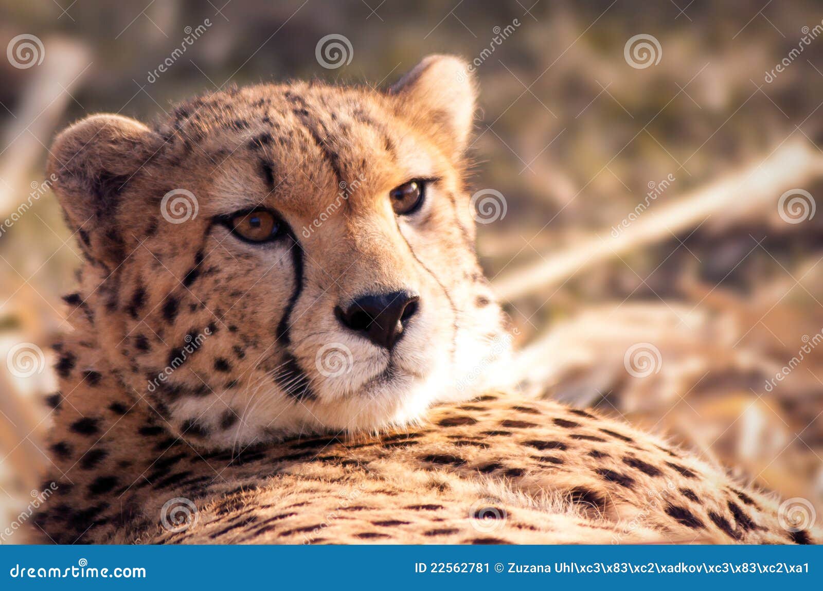 A Pictures of a Leopard Head Stock Image - Image of namibia, okonjima ...