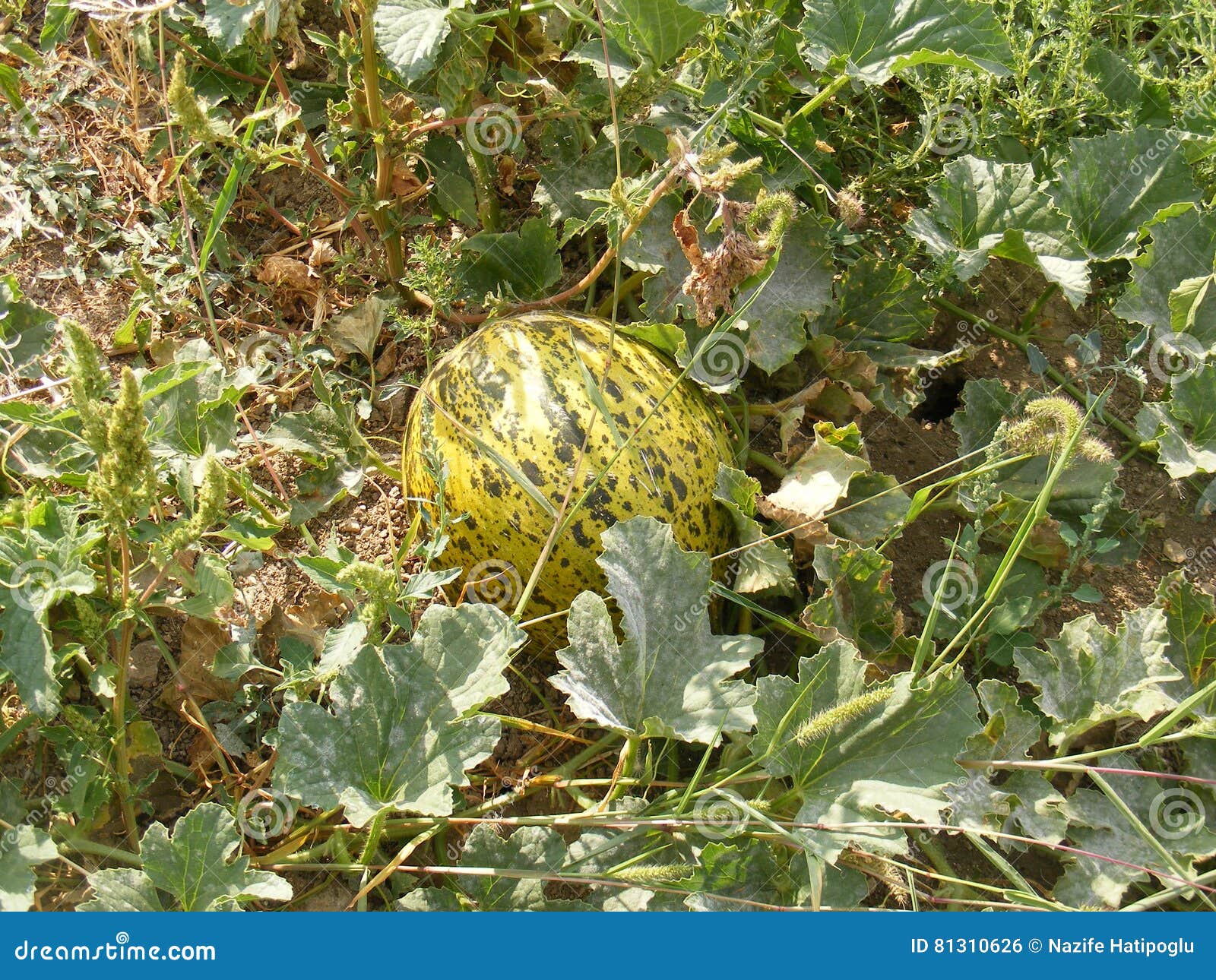 Pictures of Melon in the Field for Commercials of Fruit Producers Stock ...
