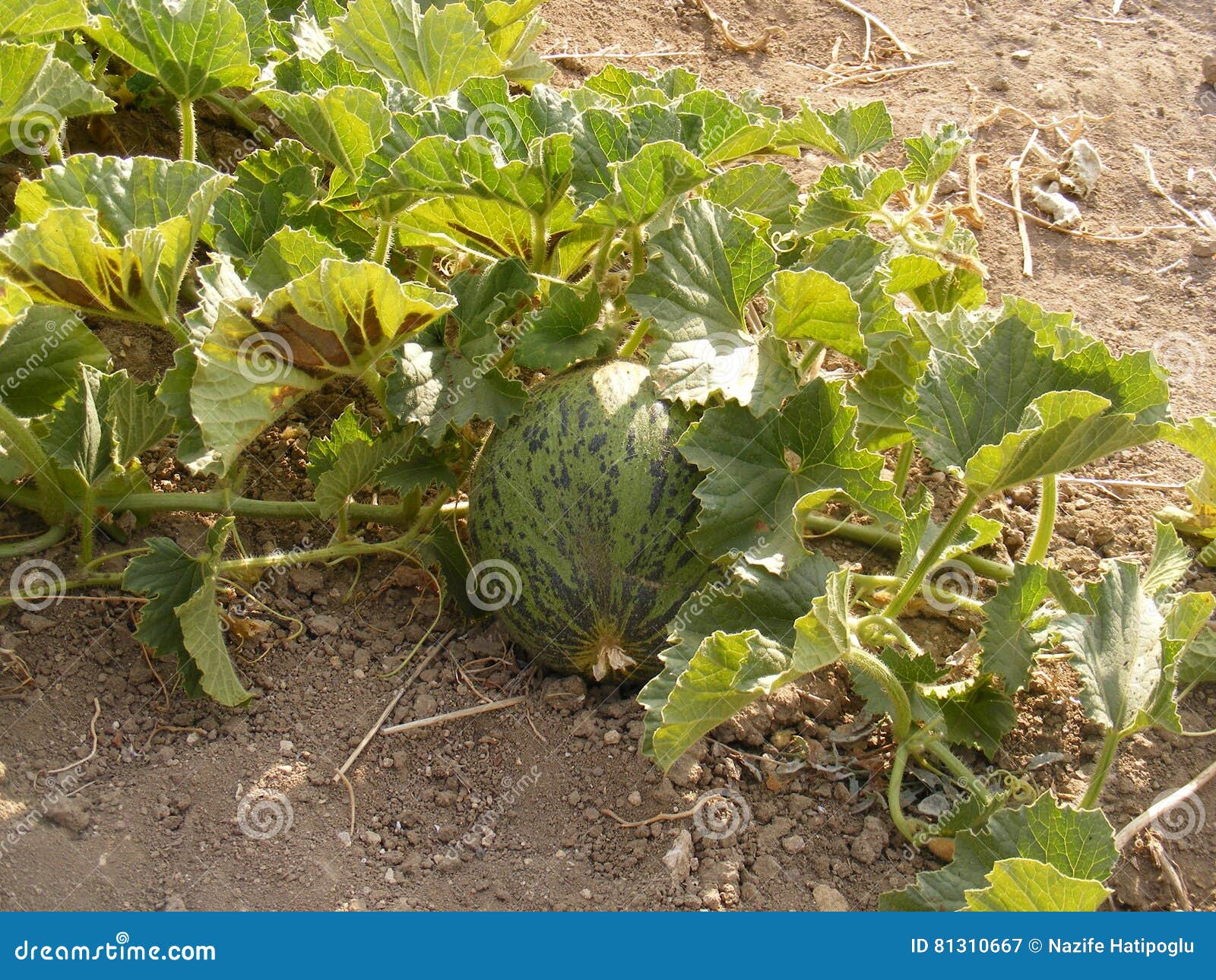 Pictures of Melon in the Field for Commercials of Fruit Producers Stock ...