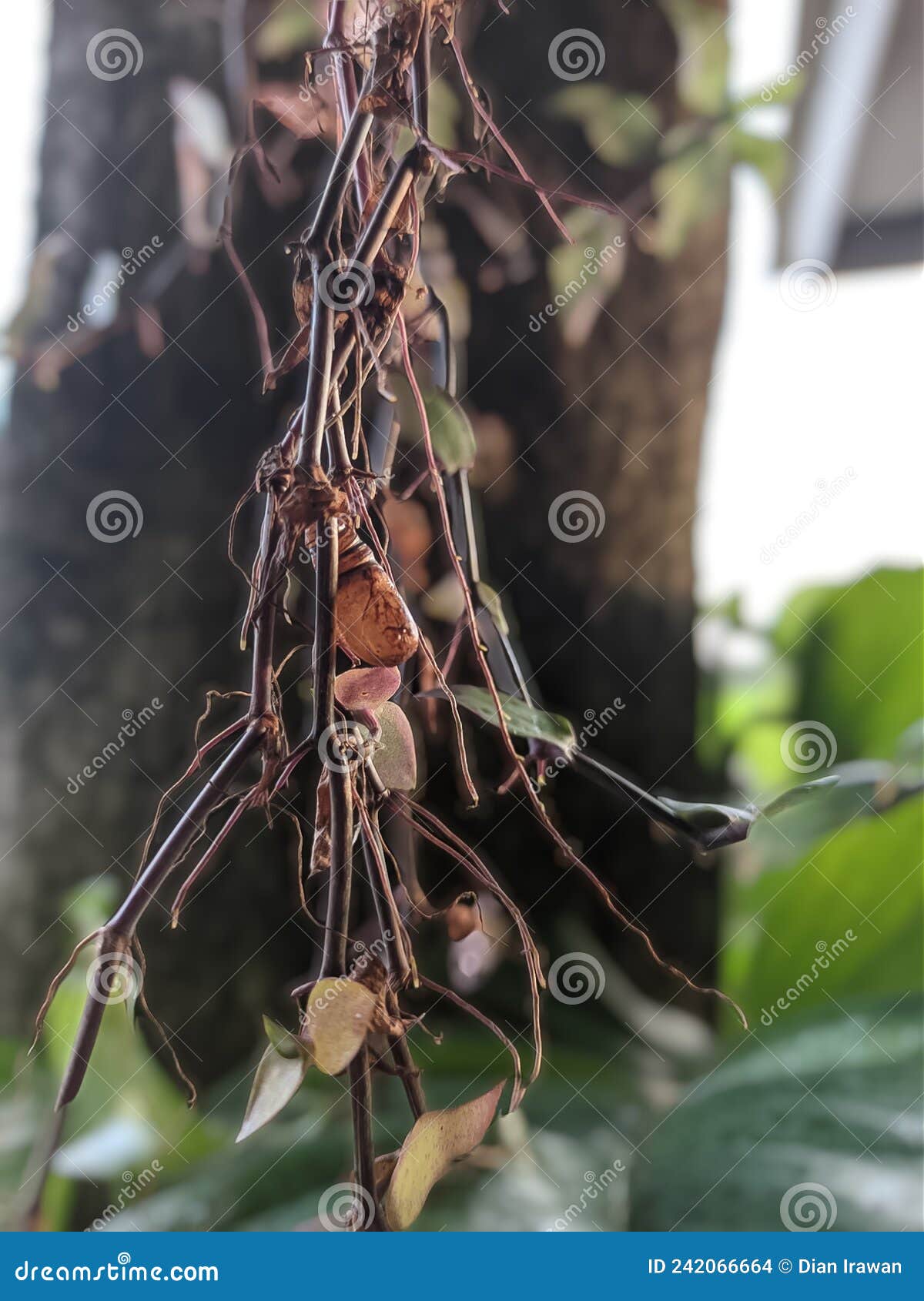 Pictures of Plants with Insect Shell Marks Stock Photo - Image of grass ...