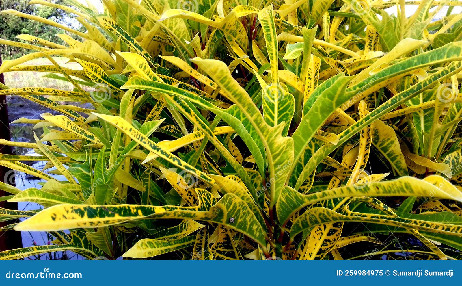 Pictures of Plants, Whose Leaves are Yellowish Green, Grooved. Stock ...