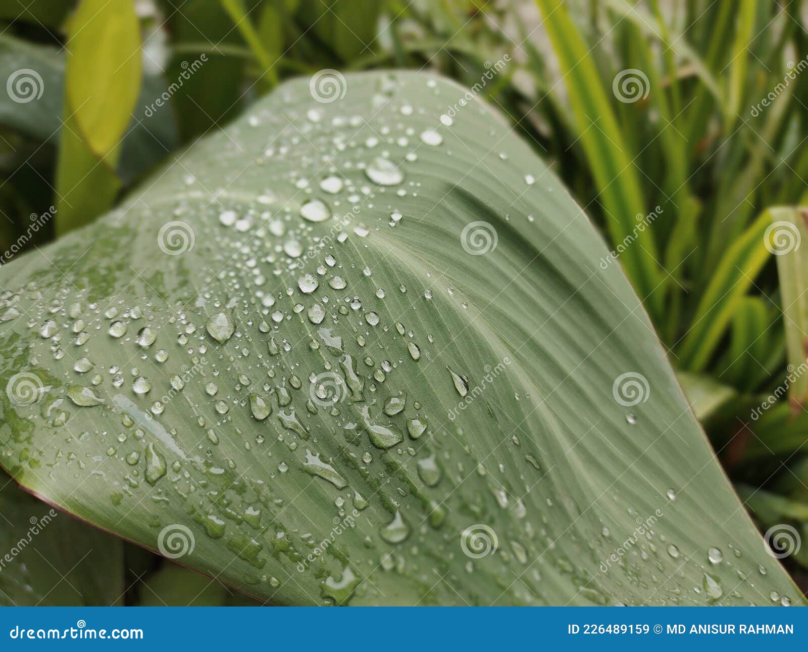Pictures of Rain Water on Tree Leaves Stock Image - Image of plant ...