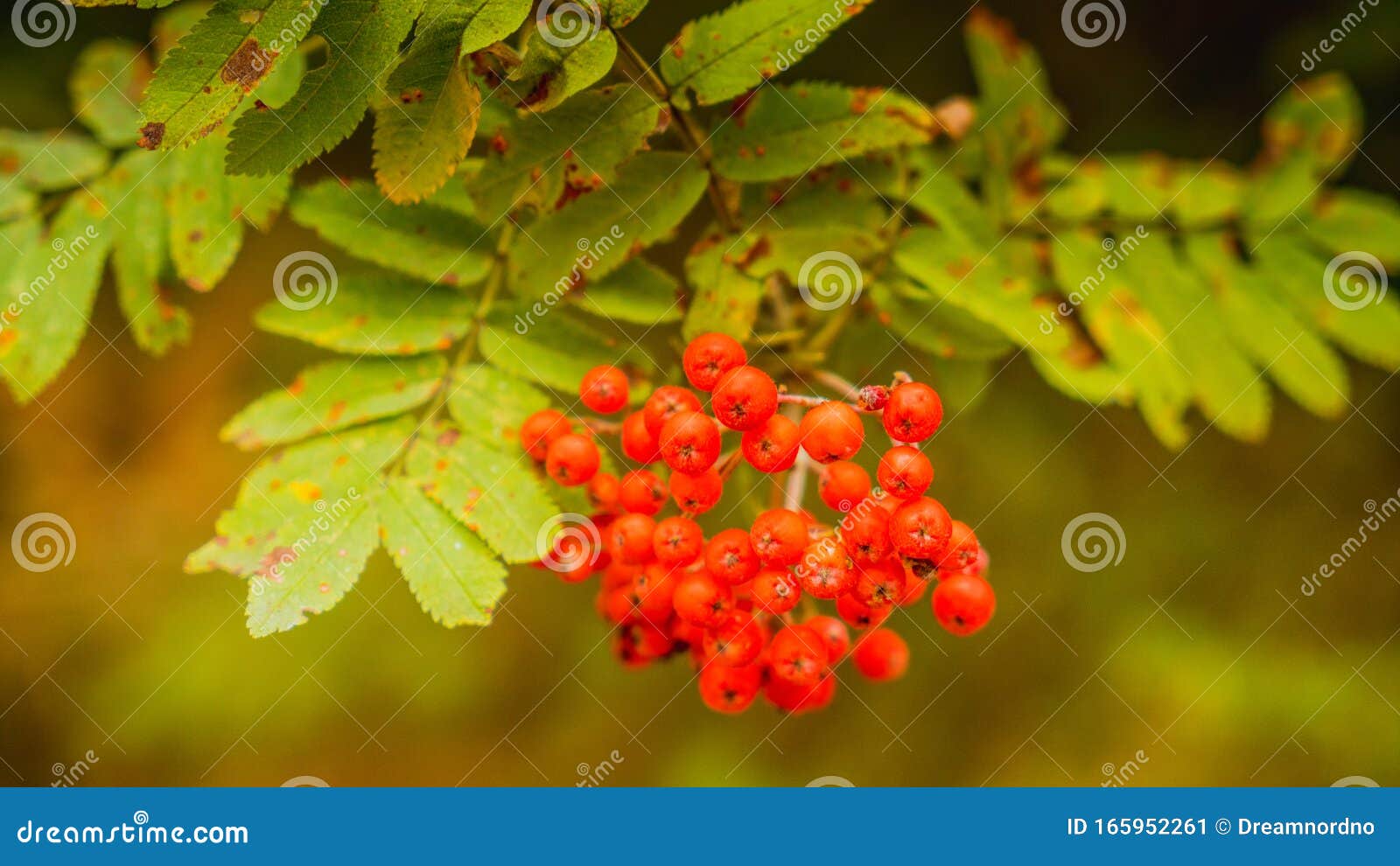 Rowan Tree with Fruit during the Day Stock Image - Image of holiday ...