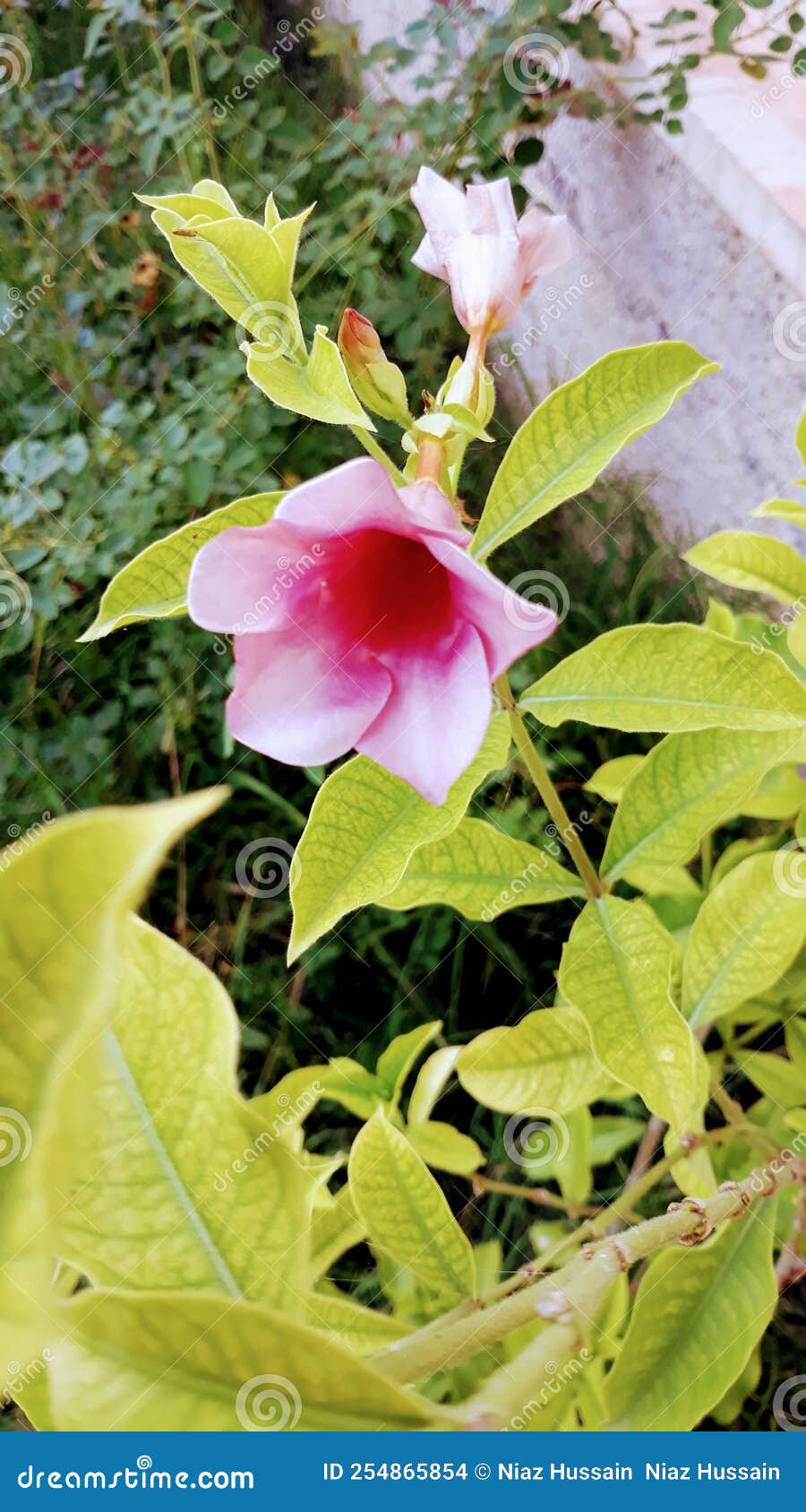 The Pictures of Some Flower Stock Photo - Image of flower, produce ...