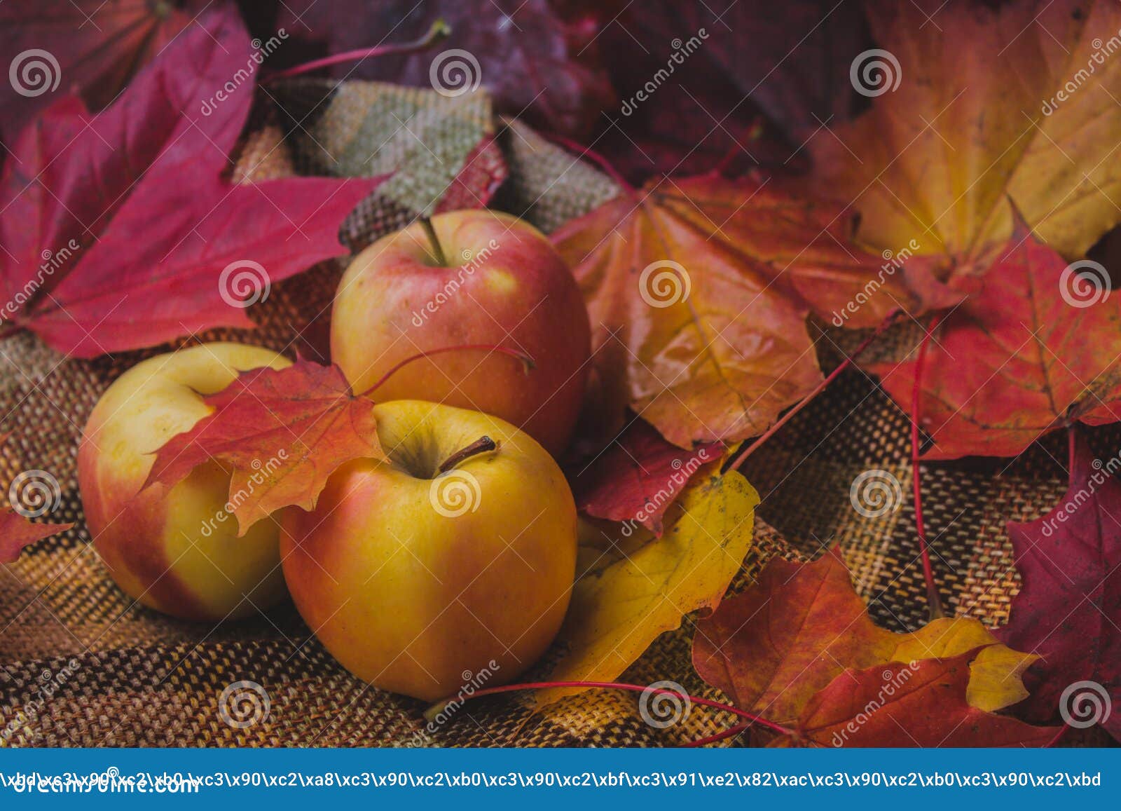 Autumn apples stock photo. Image of life, alive, lifestyle - 100721312