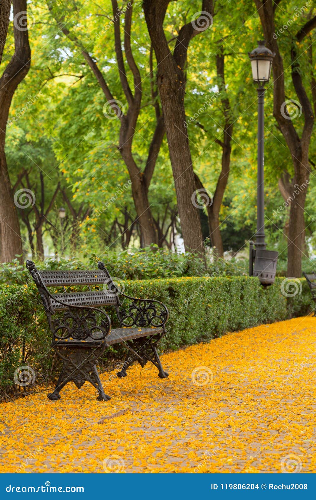 A Picturesque Bench in the Park Showered with Fallen Acacia Trees Stock ...