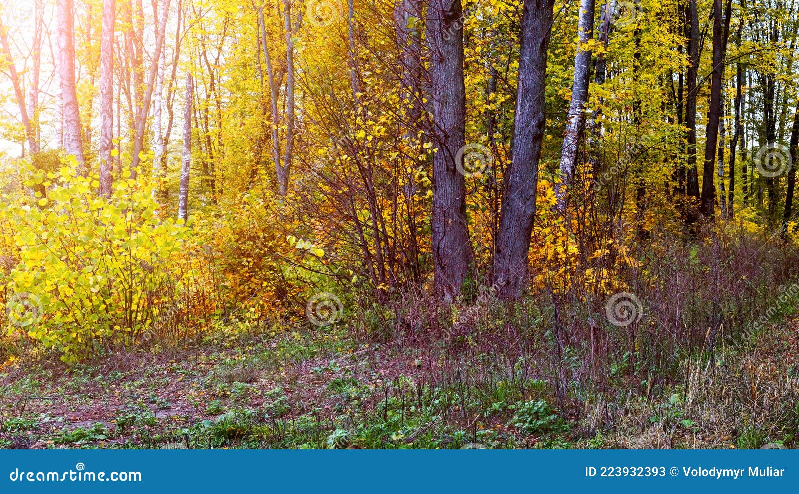 Picturesque Corner of the Forest with Yellow Trees in the Sun Light ...