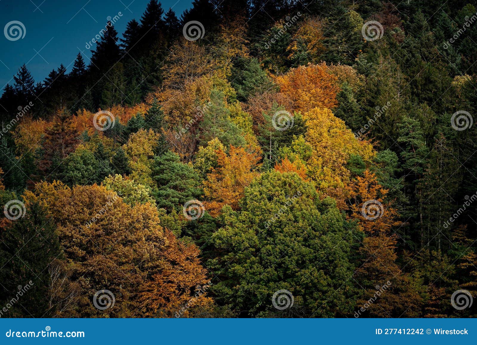 Picturesque Forest Landscape Illuminated by the Setting Sun, Featuring ...