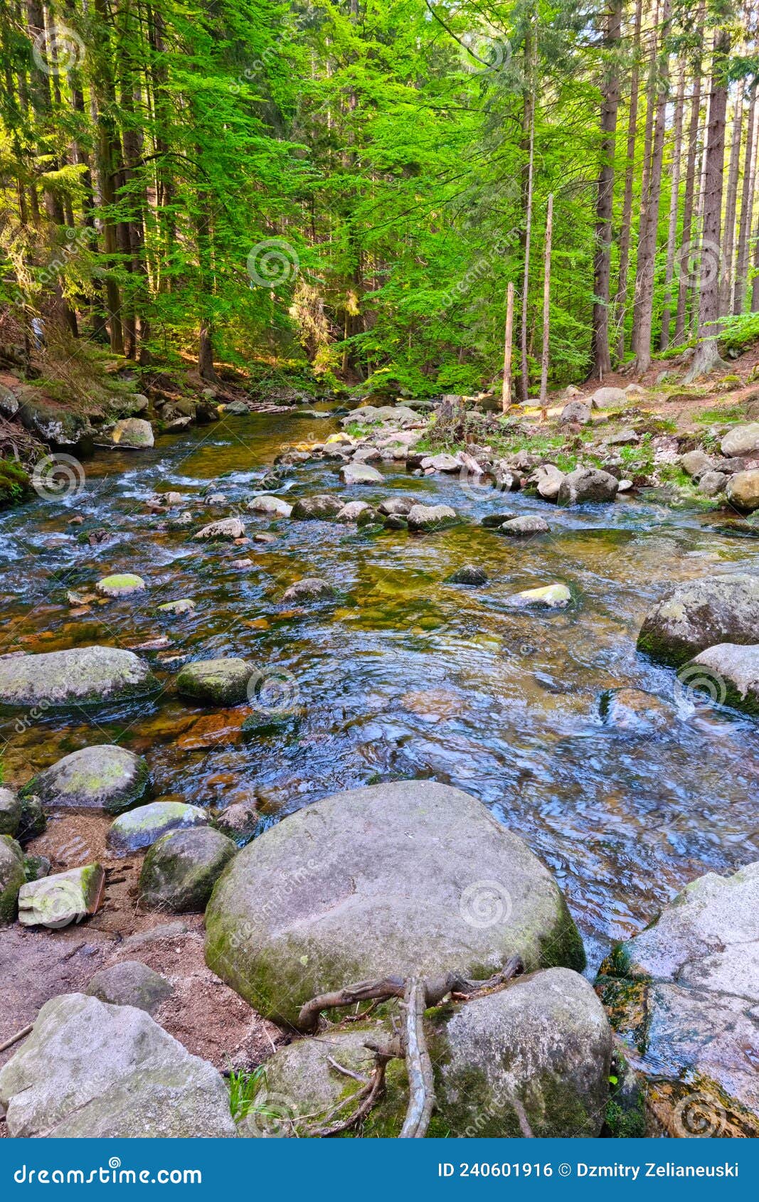 Picturesque Forest Landscape. a Small River Flows through the Rocks in ...