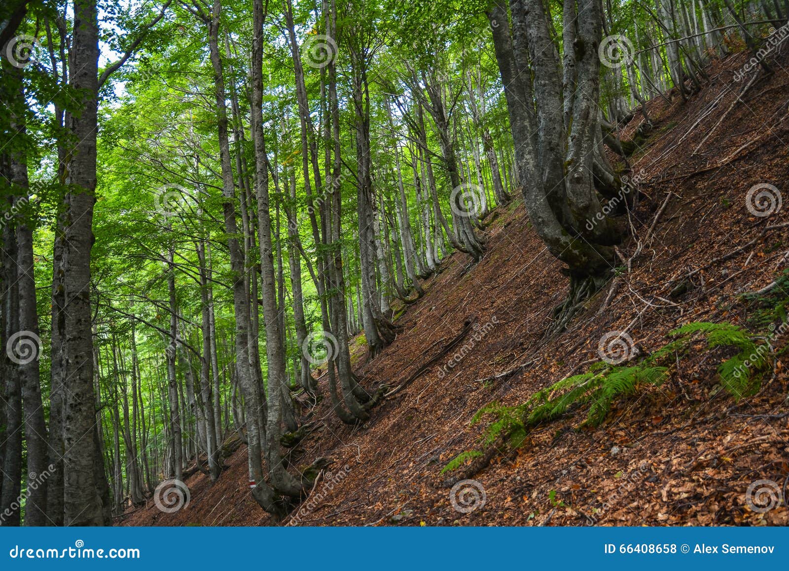 Picturesque Forest on a Steep Mountain Slope Stock Photo - Image of ...