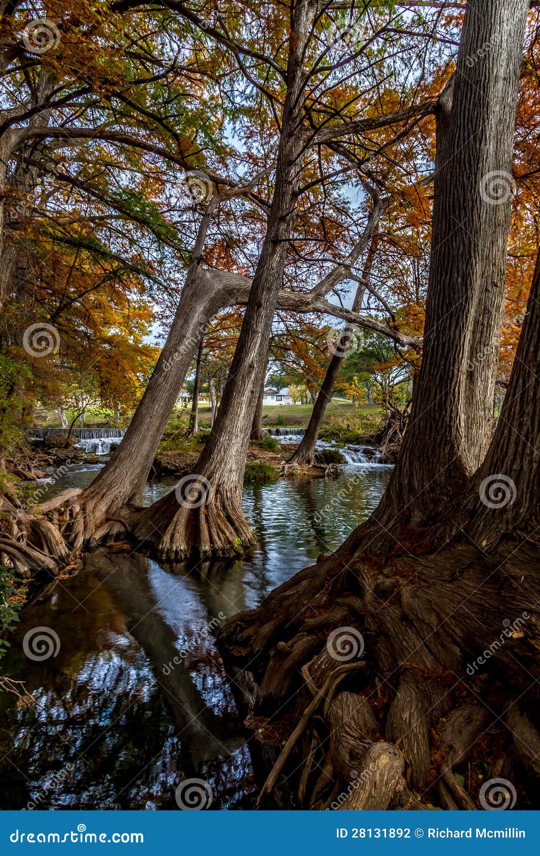 Picturesque Giant Cypress Trees with Massive Roots Stock Photo - Image ...