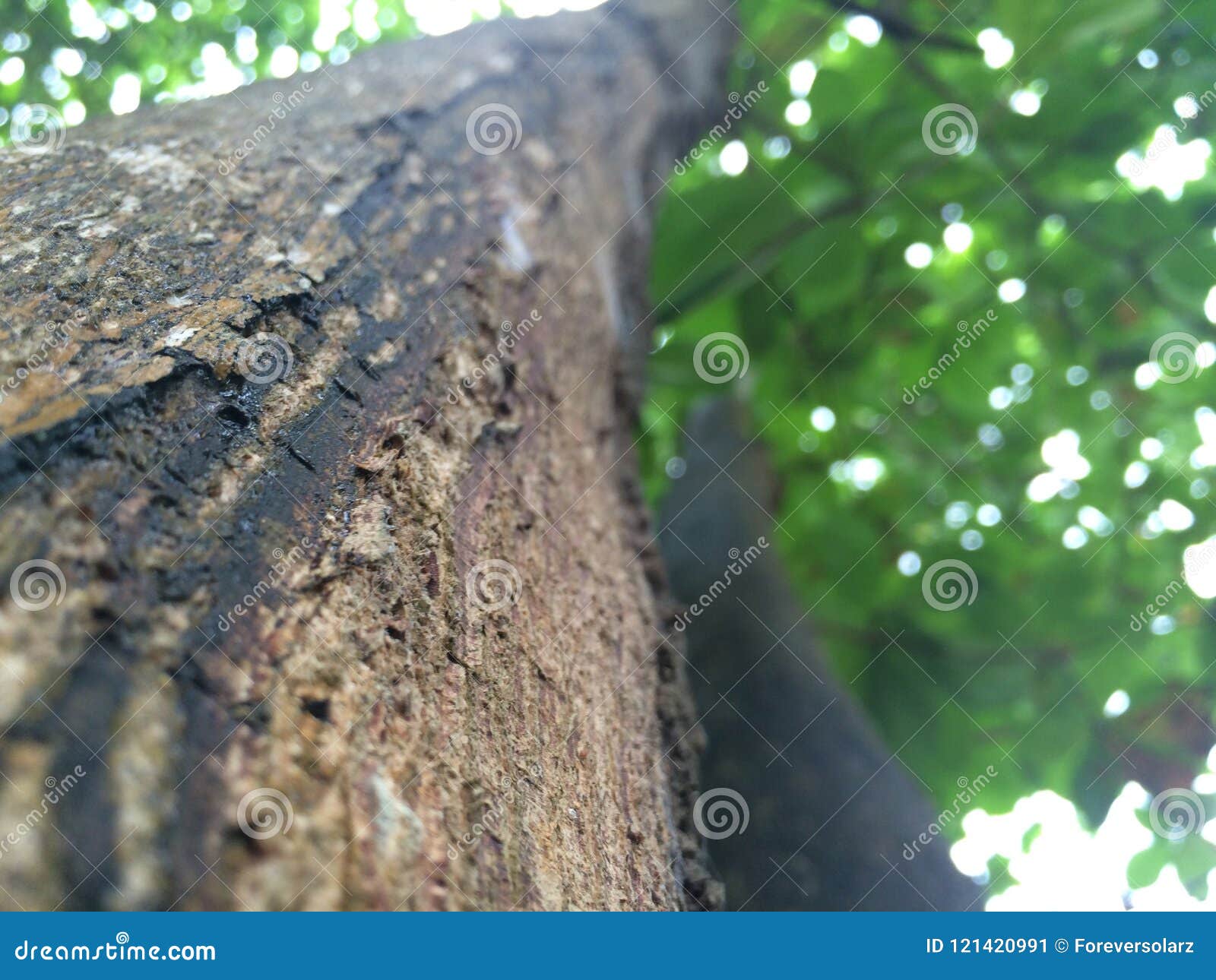 Rustic Tree Bark Showing the Beautiful Scars of Life Stock Image ...