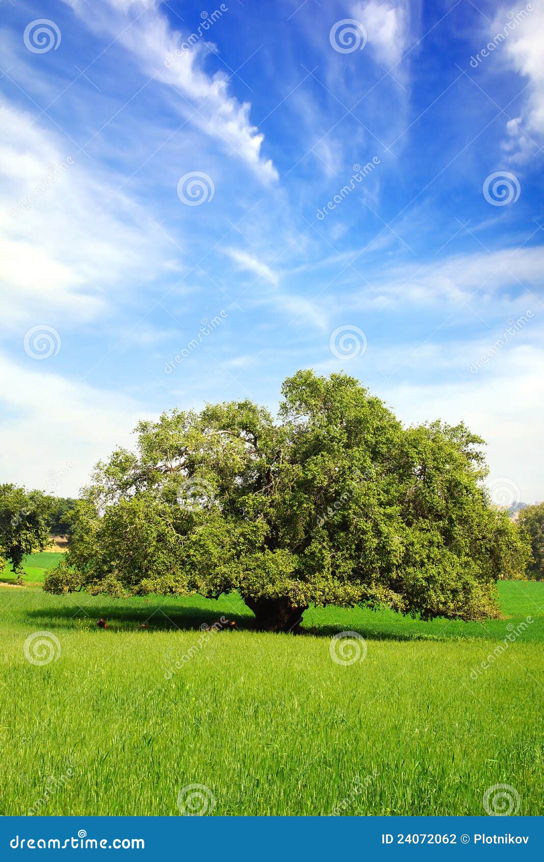 Picturesque Landscape with Lonely Tree Stock Photo - Image of grass ...