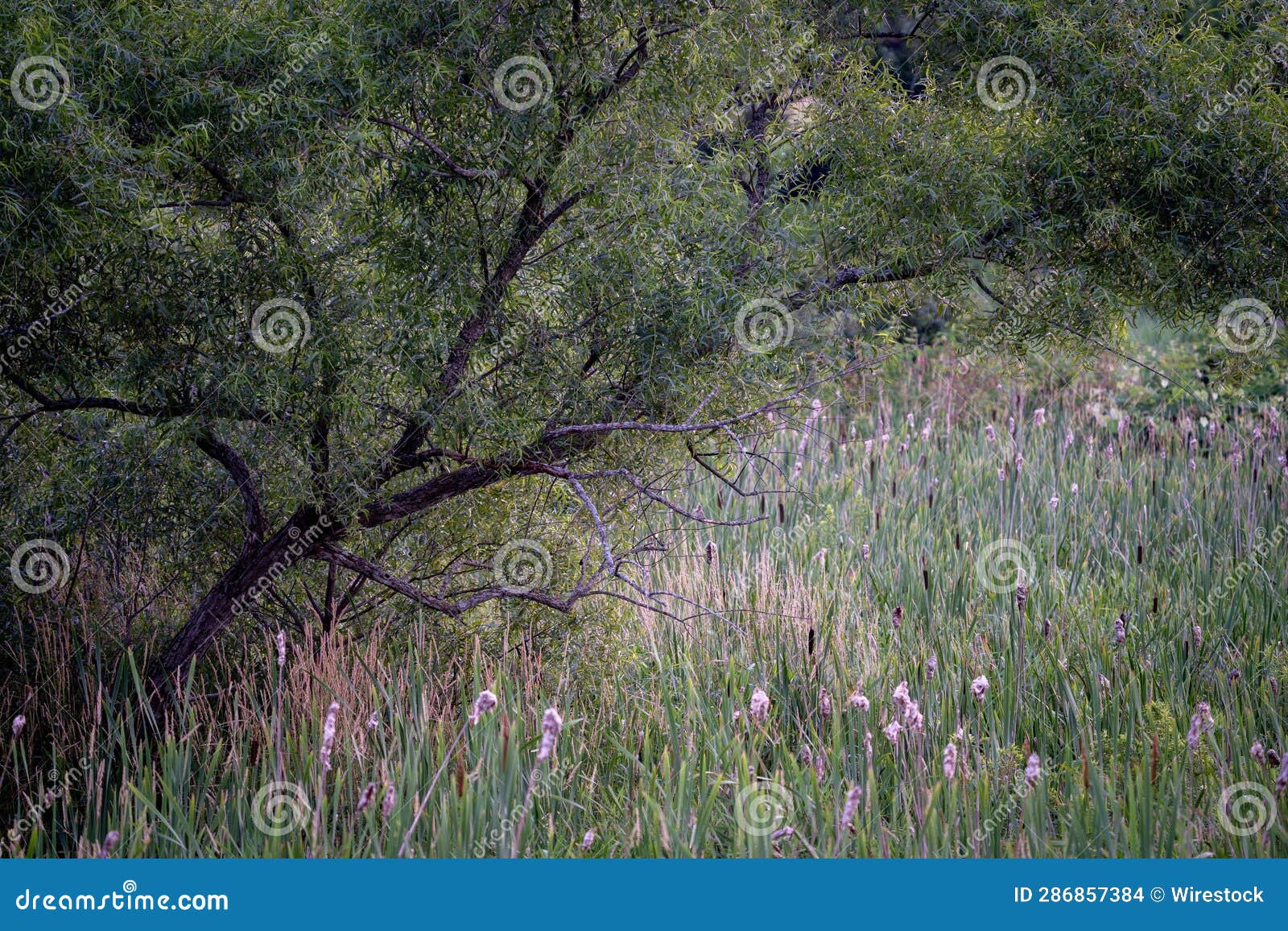 Picturesque Meadow Dotted with Trees and Shrubs Stock Photo - Image of ...