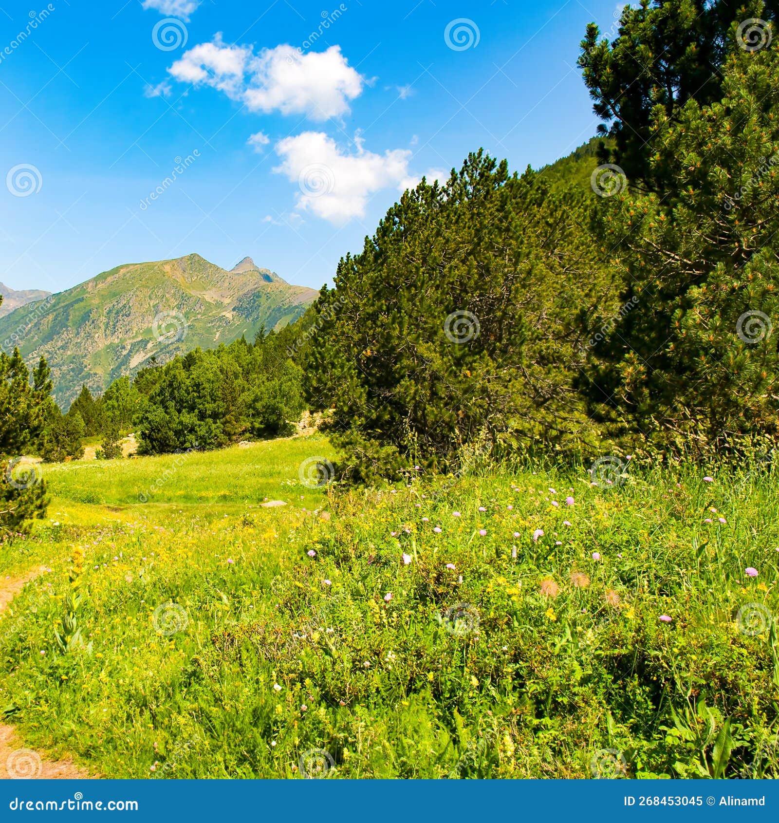 Picturesque Mountain Landscape with a Green Meadow and Pine Trees Stock ...