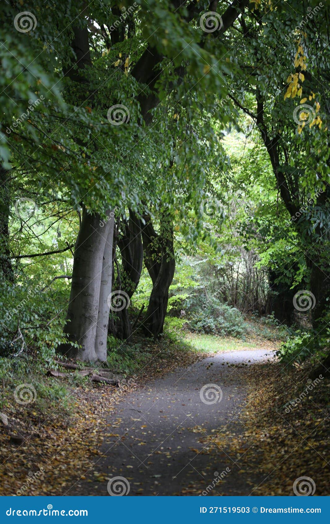 Picturesque Path through a Dense Forest of Lush Greenery Stock Image ...
