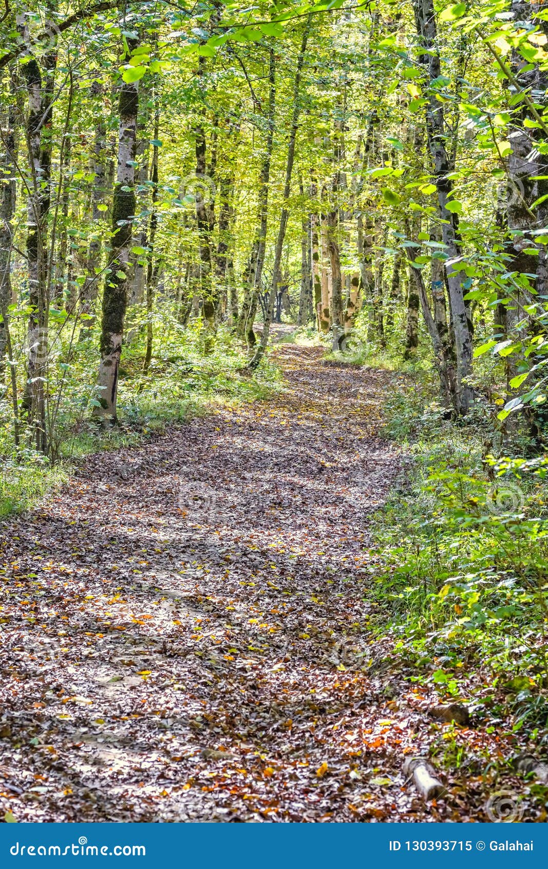 Picturesque Path in the Oak Autumn Forest Stock Image - Image of ...