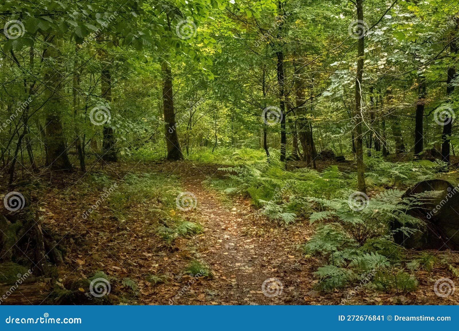 Picturesque Path Surrounded by Lush Green Foliage and Towering Trees ...