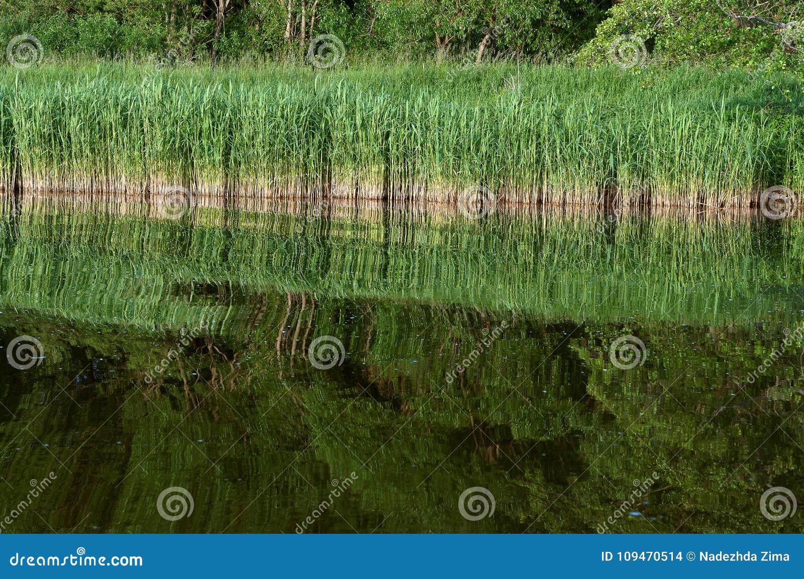 Marshland, Reflection of Trees in the Pond, a Picturesque Pond in the ...
