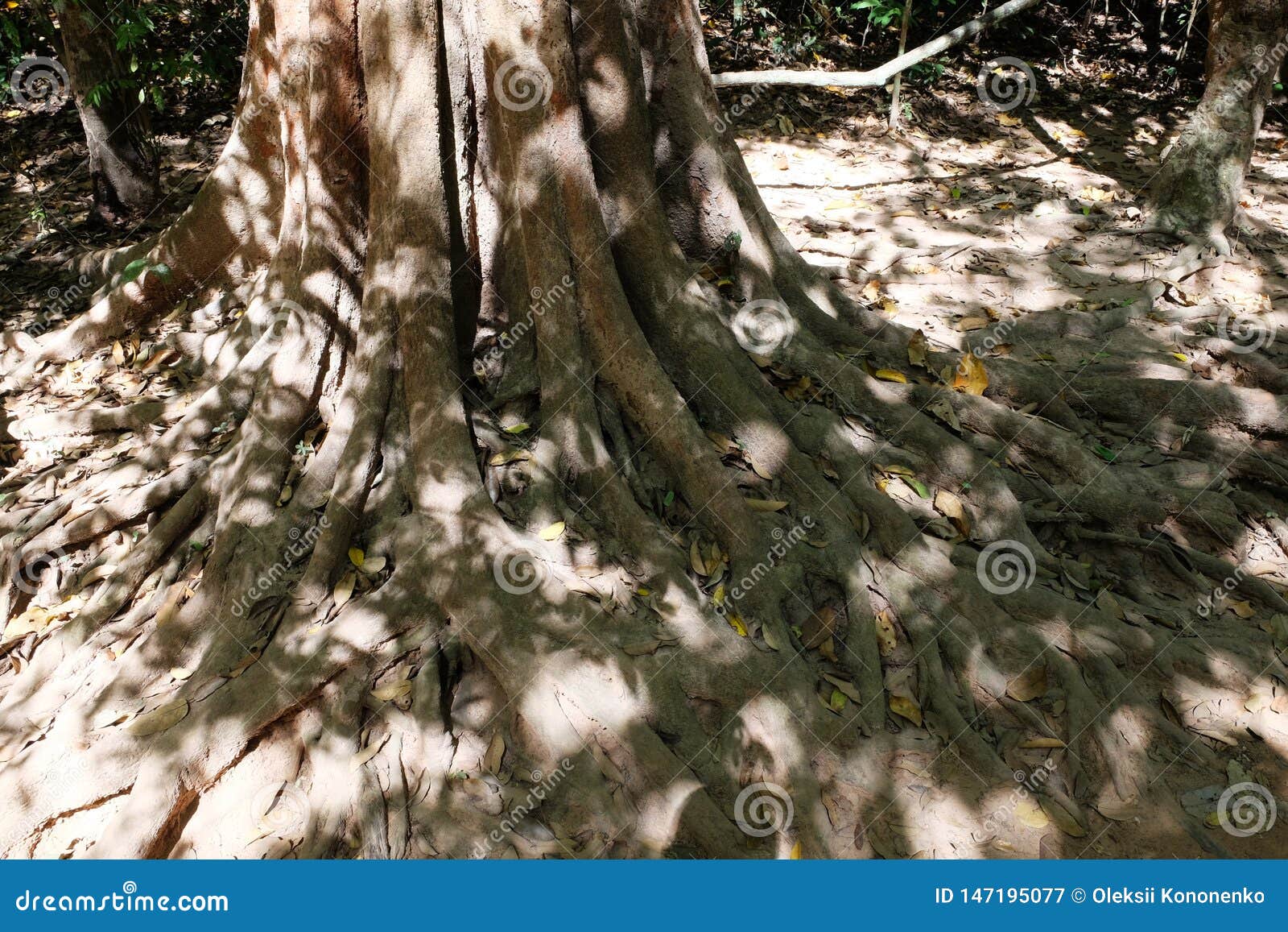 Picturesque Roots of a Tropical Tree. Branched Root System Stock Image ...
