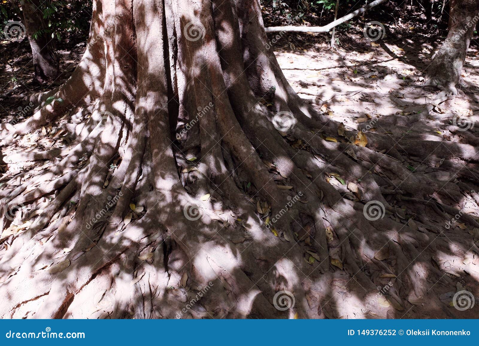 Picturesque Roots of a Tropical Tree. Branched Root System Stock Photo ...