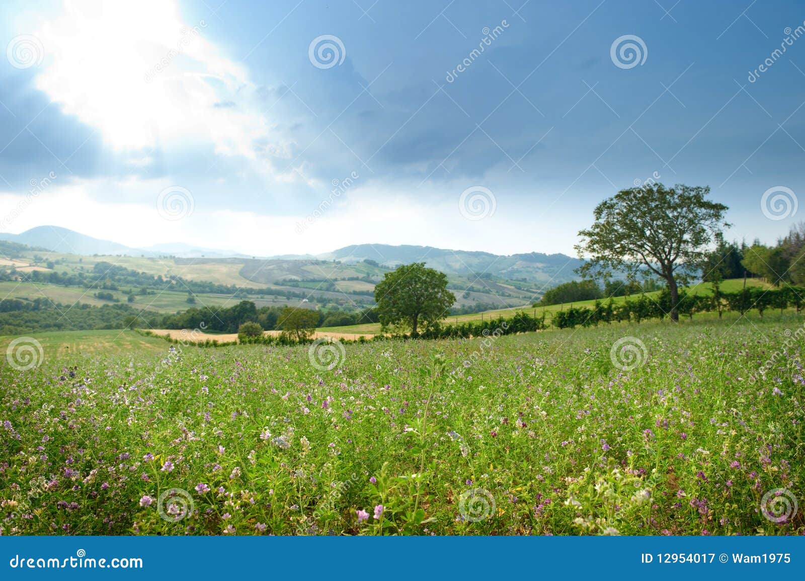 Picturesque Rural Landscape Stock Image - Image of scenery, green: 12954017