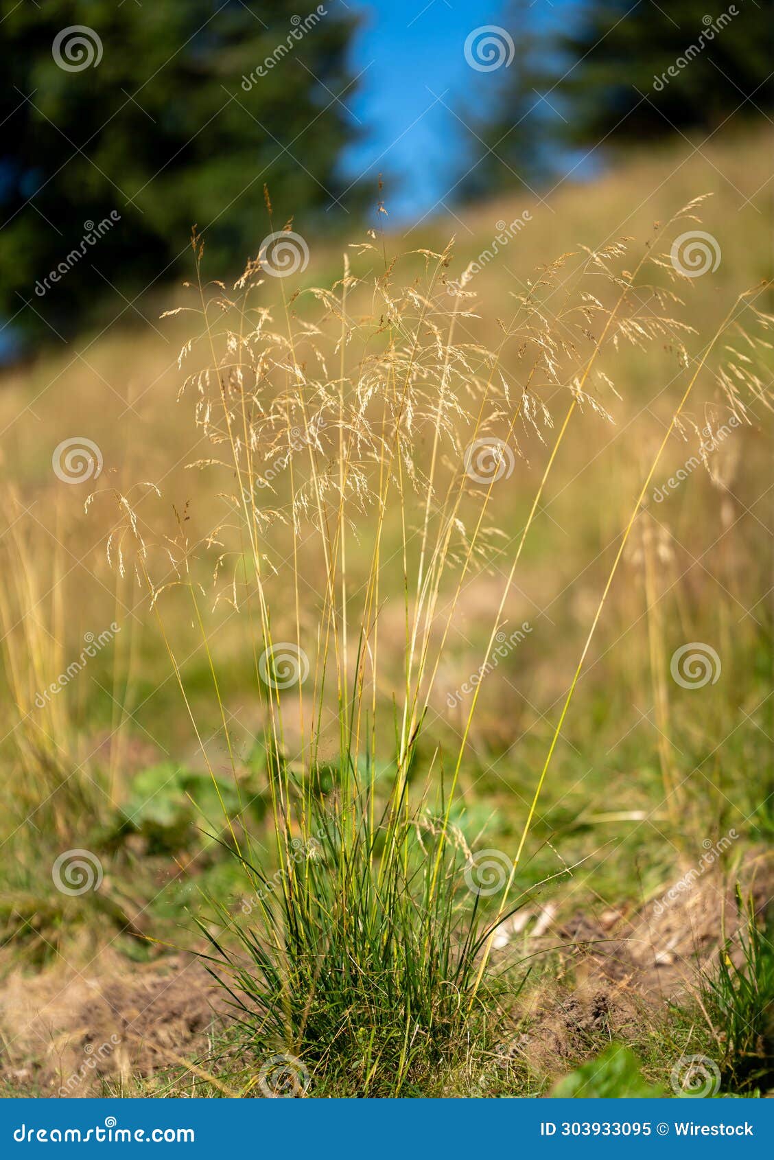 Picturesque Rural Landscape with Grass Growing on a Gently Sloping Hill ...