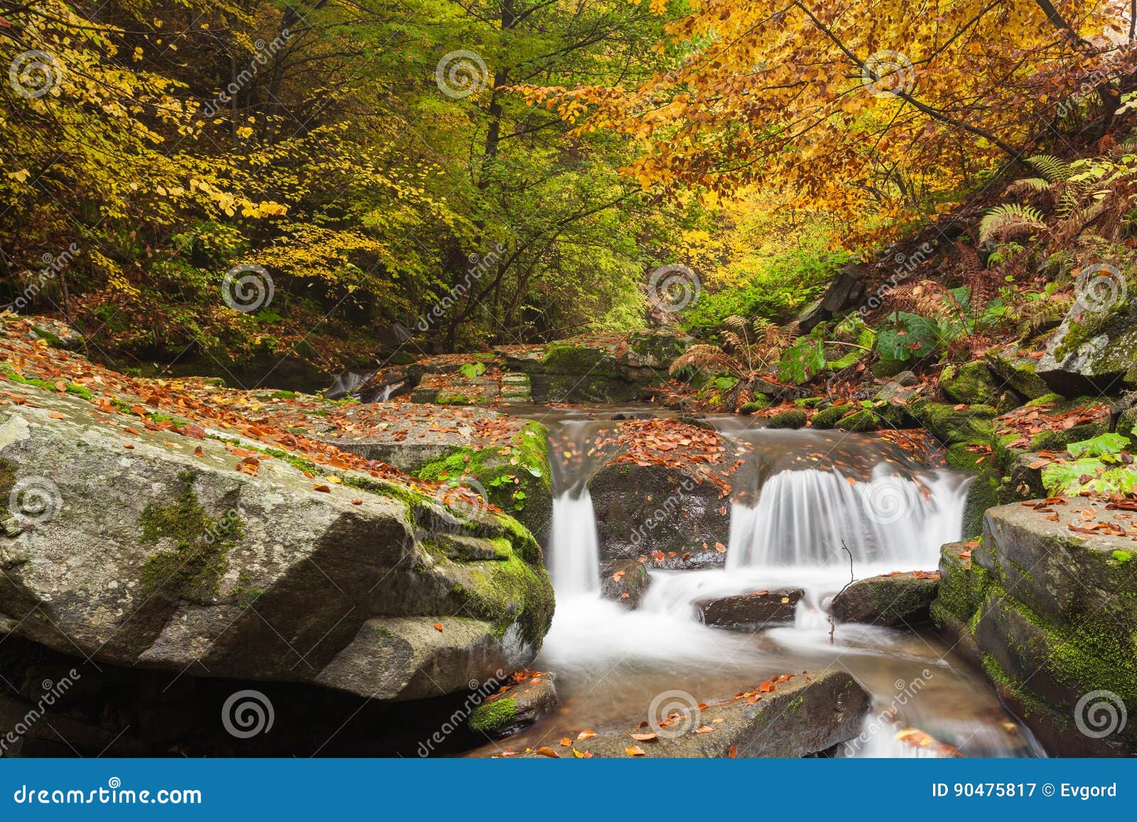 Picturesque Scene of Autumn Forest with a Stream Stock Image - Image of ...
