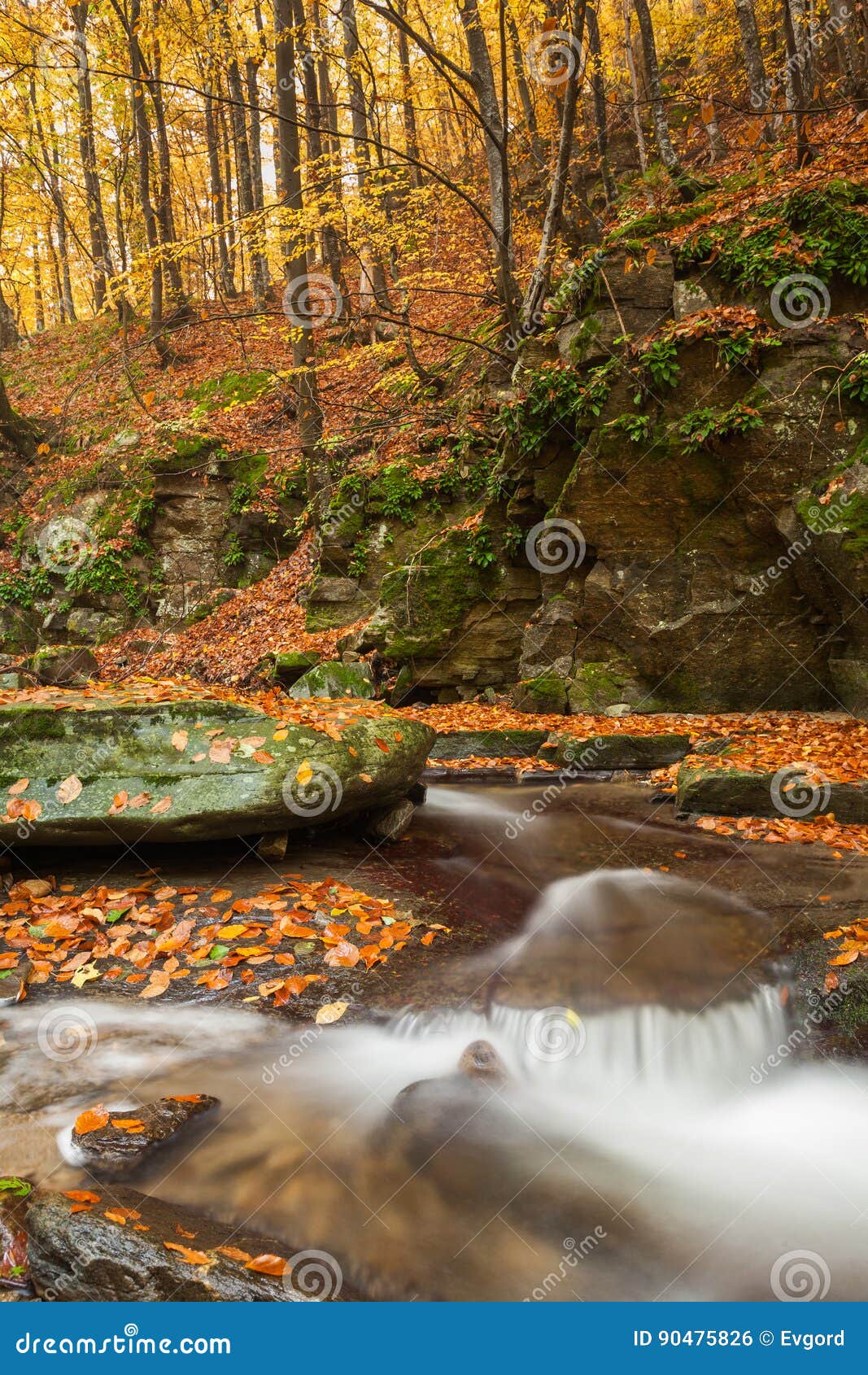 Picturesque Scene of Autumn Forest with a Stream Stock Photo - Image of ...
