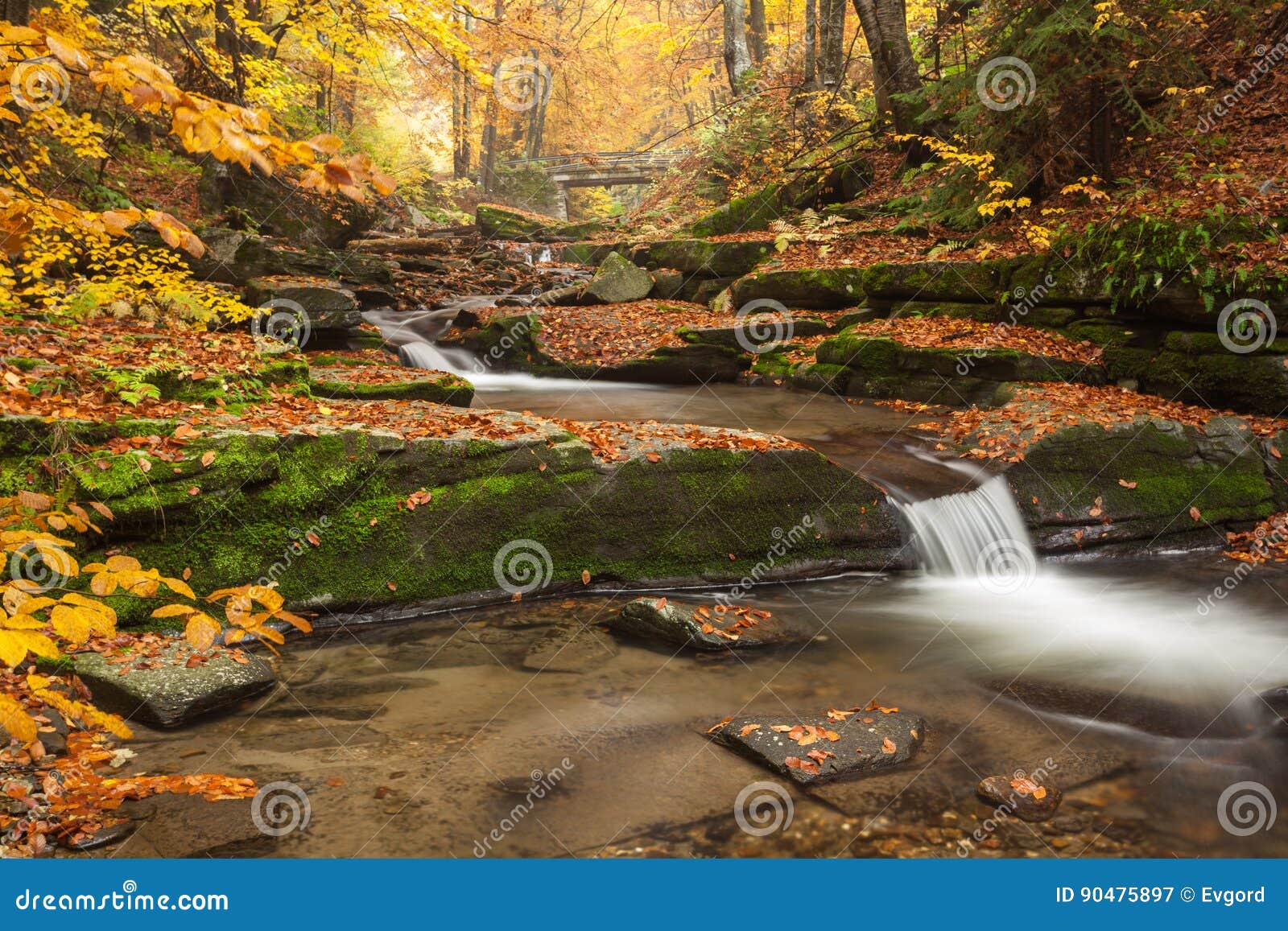 Picturesque Scene of Autumn Forest with a Stream Stock Image - Image of ...