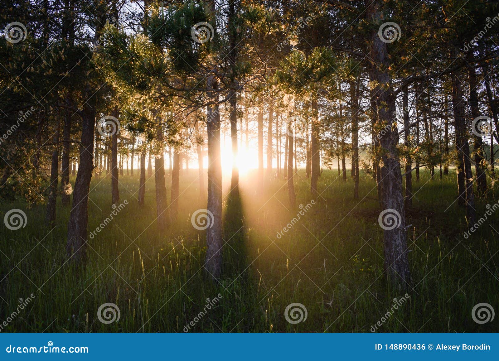 Picturesque Scene of Sun Rising Behind Pine Trees Stock Photo - Image ...