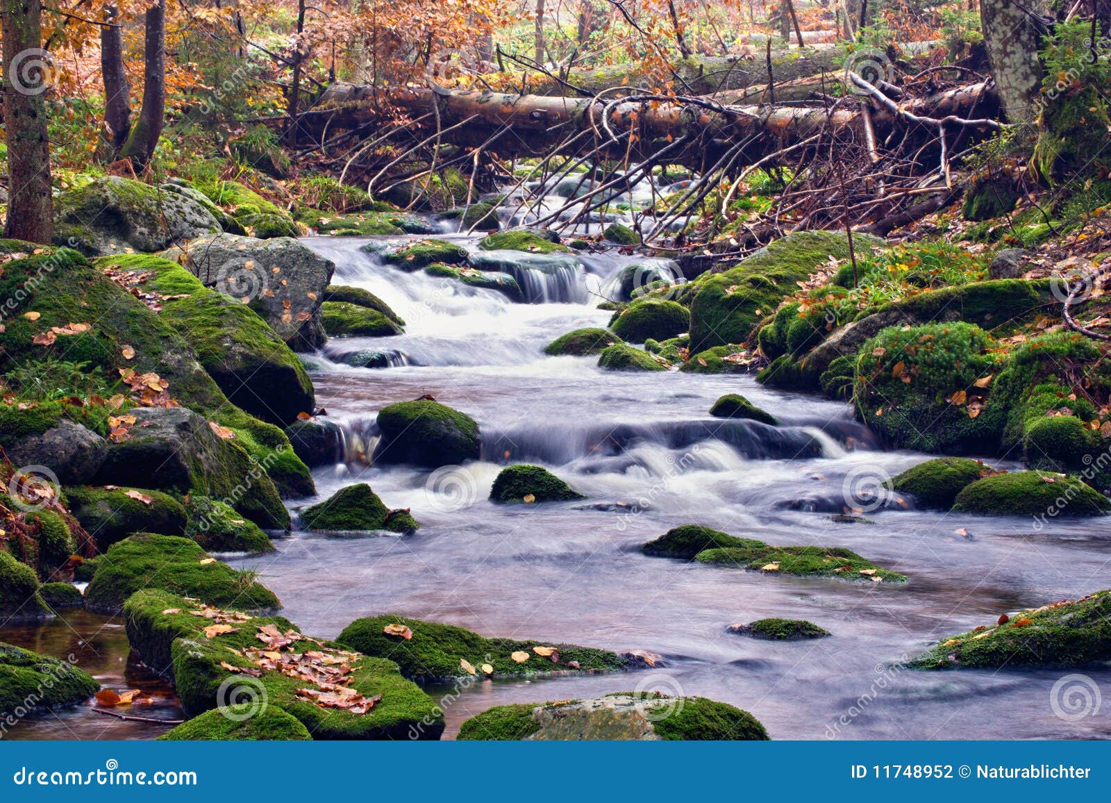Picturesque stream in wood stock photo. Image of flows - 11748952