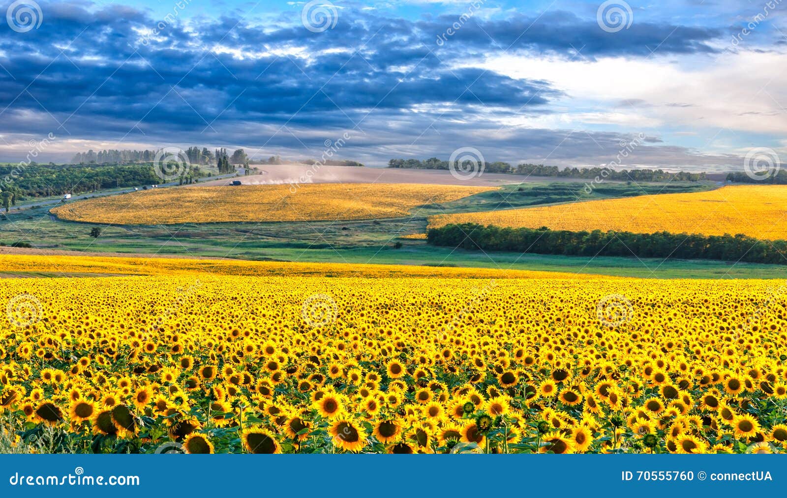 Picturesque Sunflower Field Stock Photo - Image of ripe, landscape ...