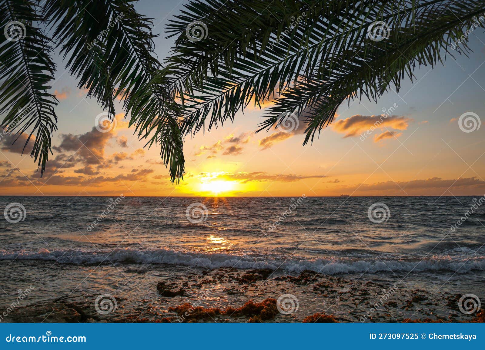 Picturesque Sunset on Ocean, View through Palm Tree Leaves Stock Image ...