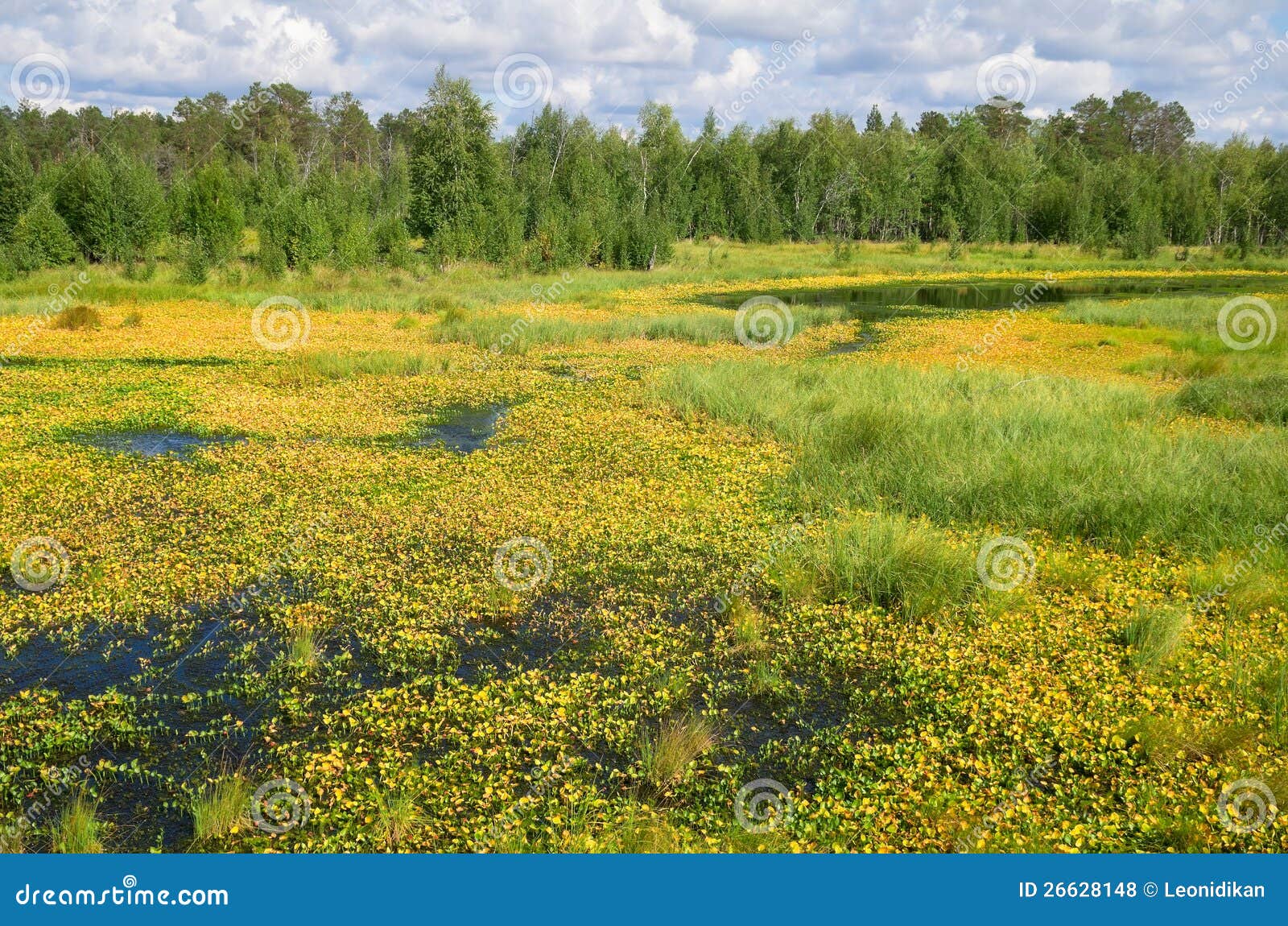 Picturesque swamp. stock photo. Image of nature, morass - 26628148