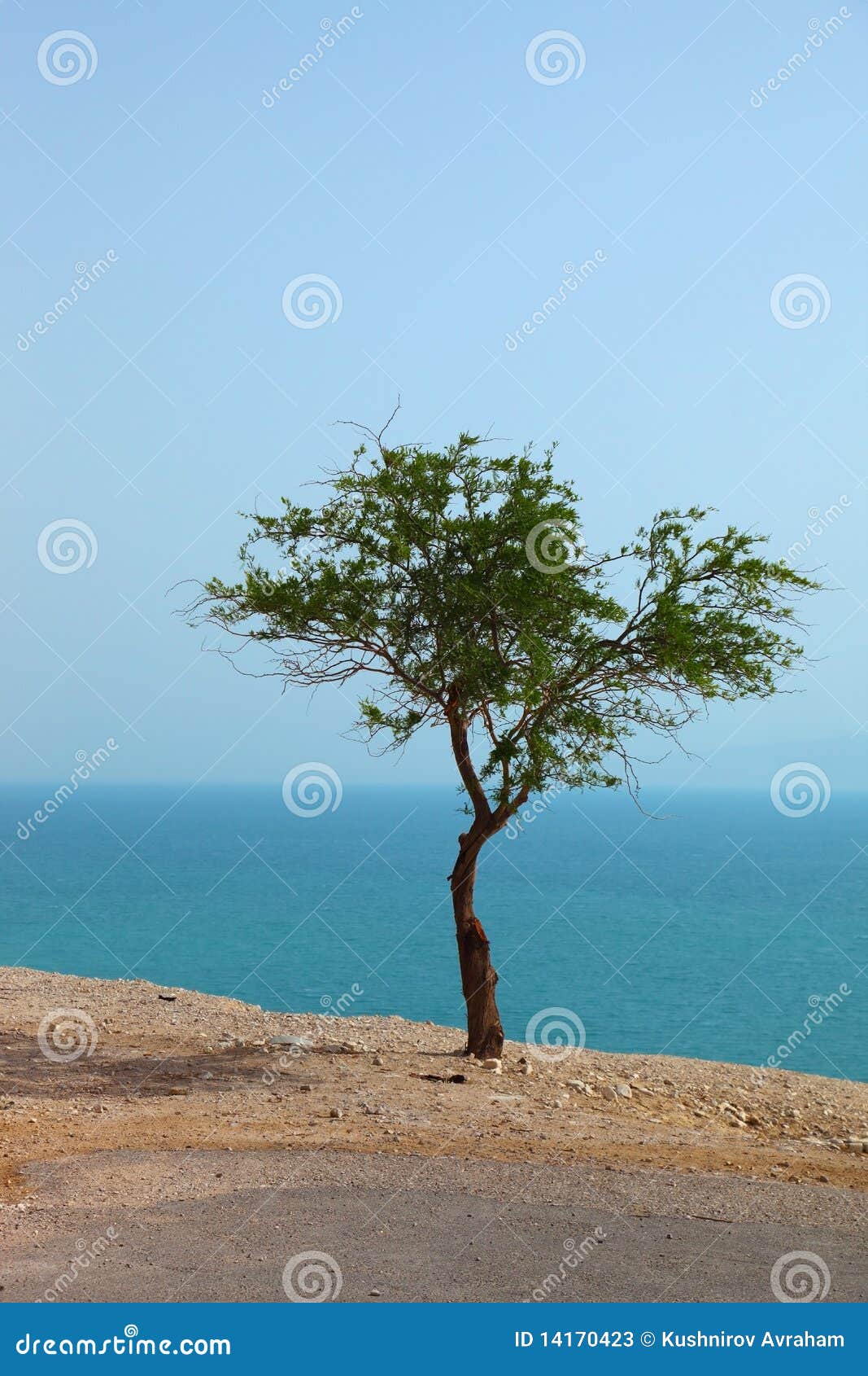 Picturesque Tree Above Dead Sea Stock Image - Image of coastline ...