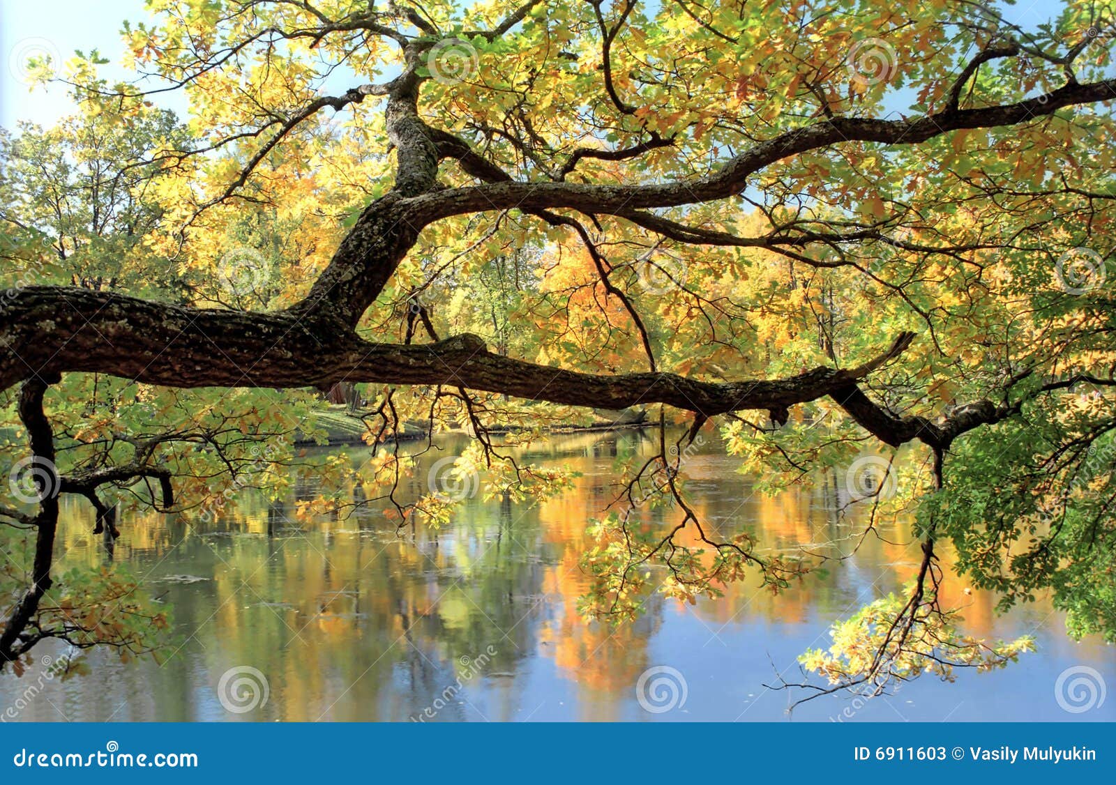 Picturesque Tree Branch Over Water Stock Image - Image of beauty, black ...