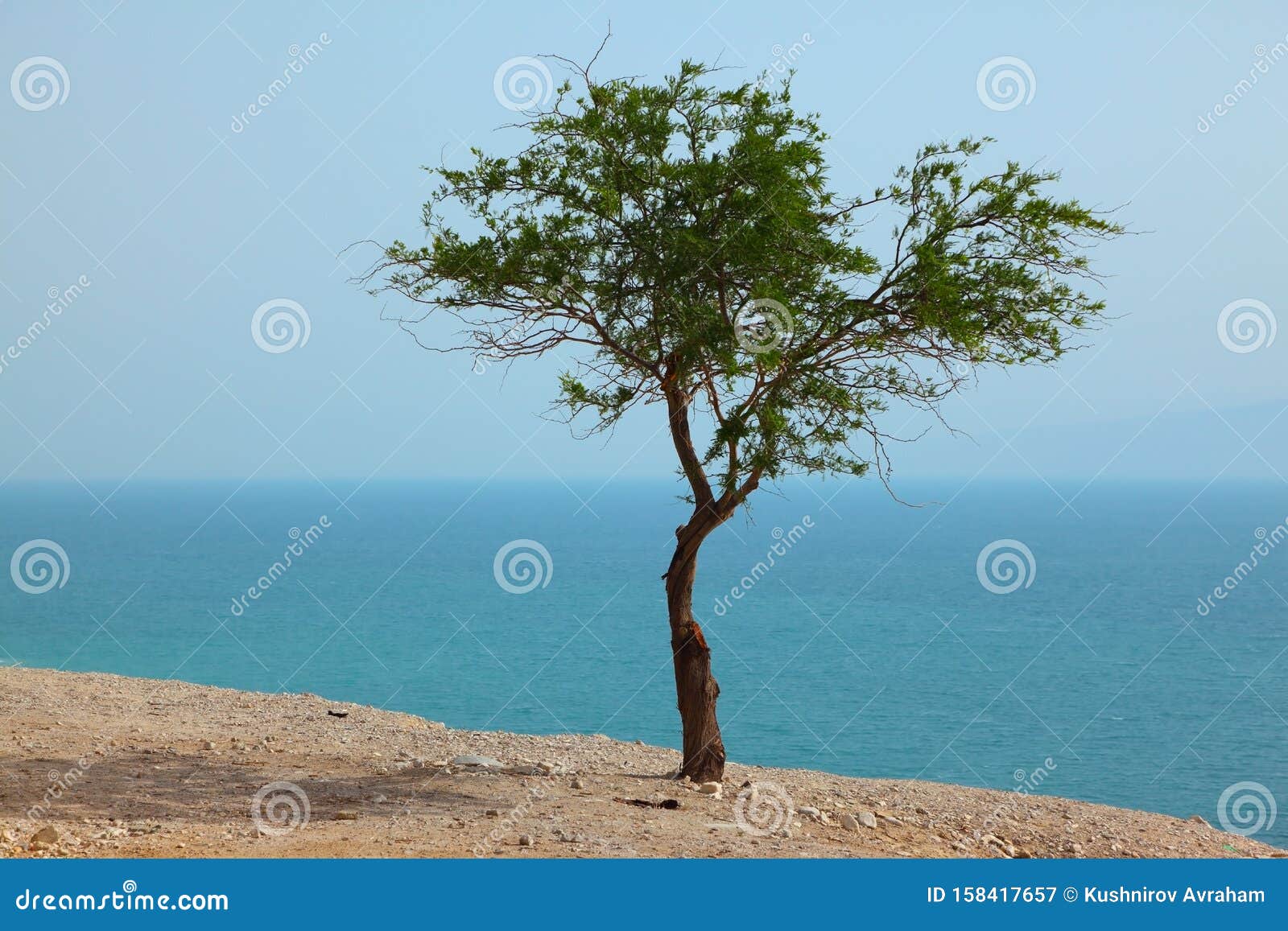 Picturesque tree stock image. Image of single, famous - 158417657